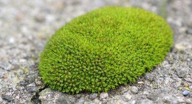 Mos Verwijderen Uit De Tuin